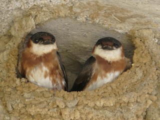 Chestnut-collared Swallow - eBird