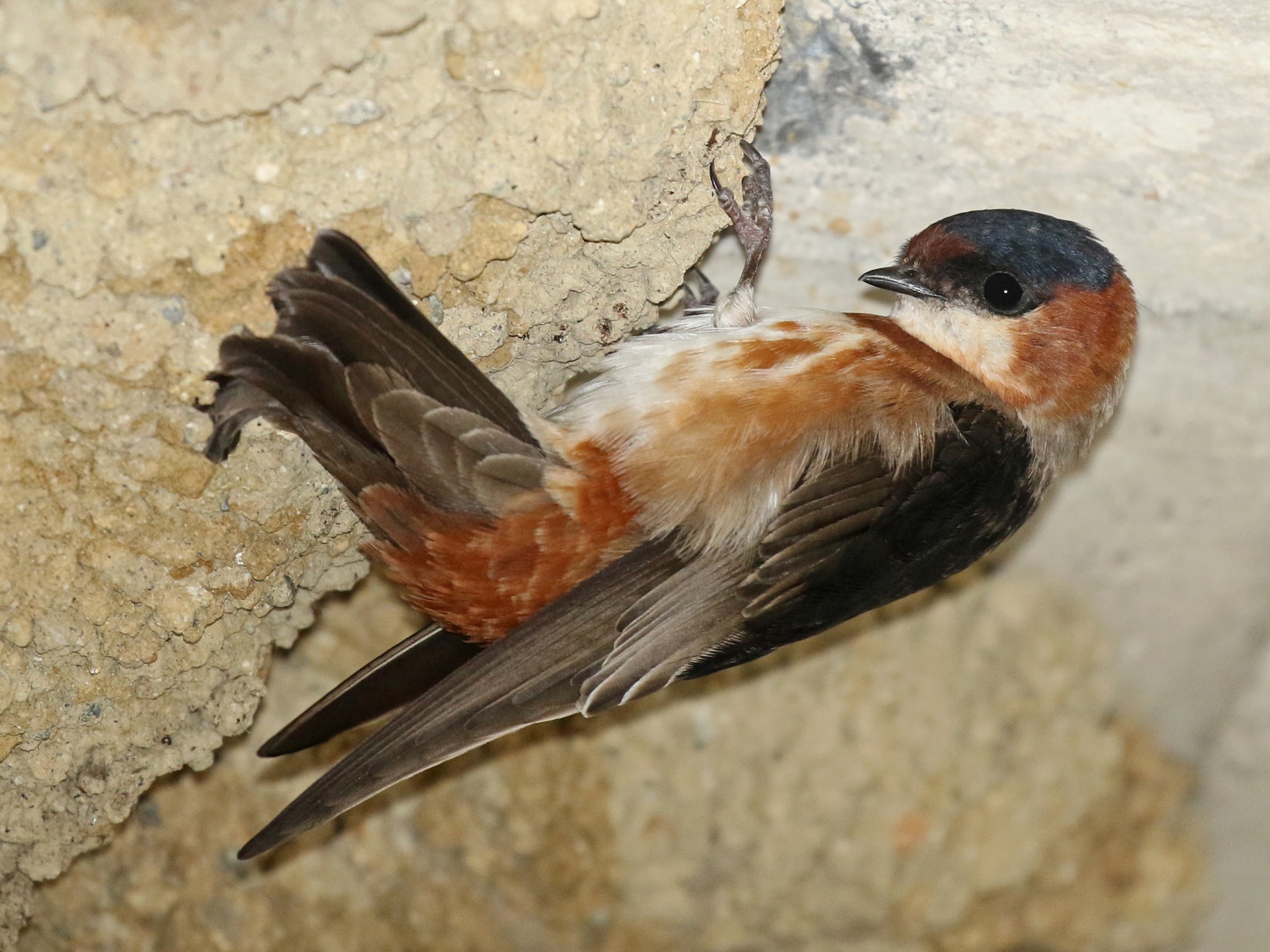 Chestnut-collared Swallow - eBird