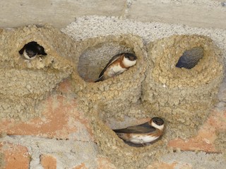 Chestnut-collared Swallow - eBird