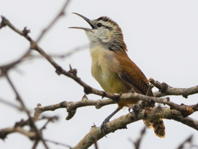 Photos - Superciliated Wren - Cantorchilus superciliaris - Birds of the ...