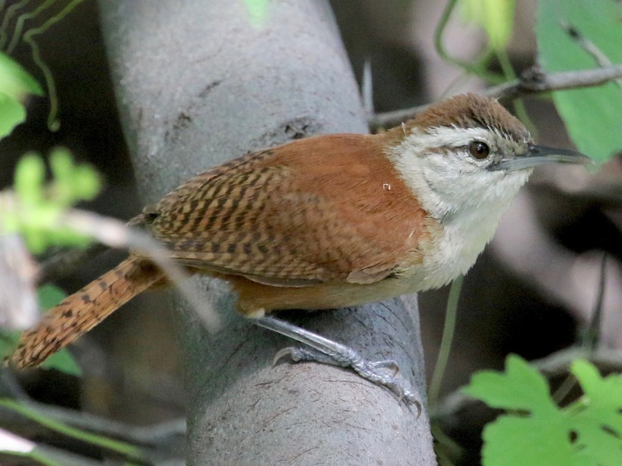 Superciliated Wren - eBird