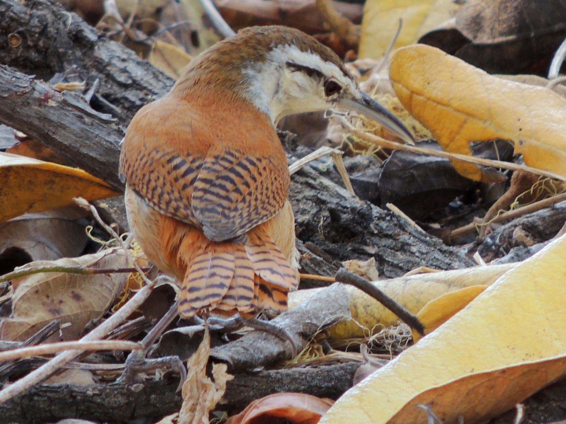 Superciliated Wren - eBird