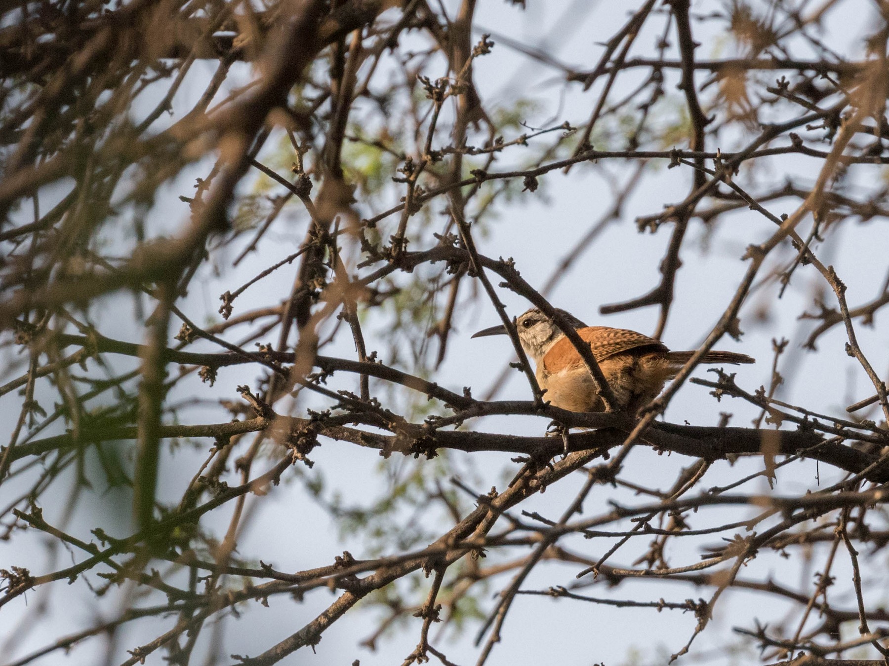 Superciliated Wren - eBird