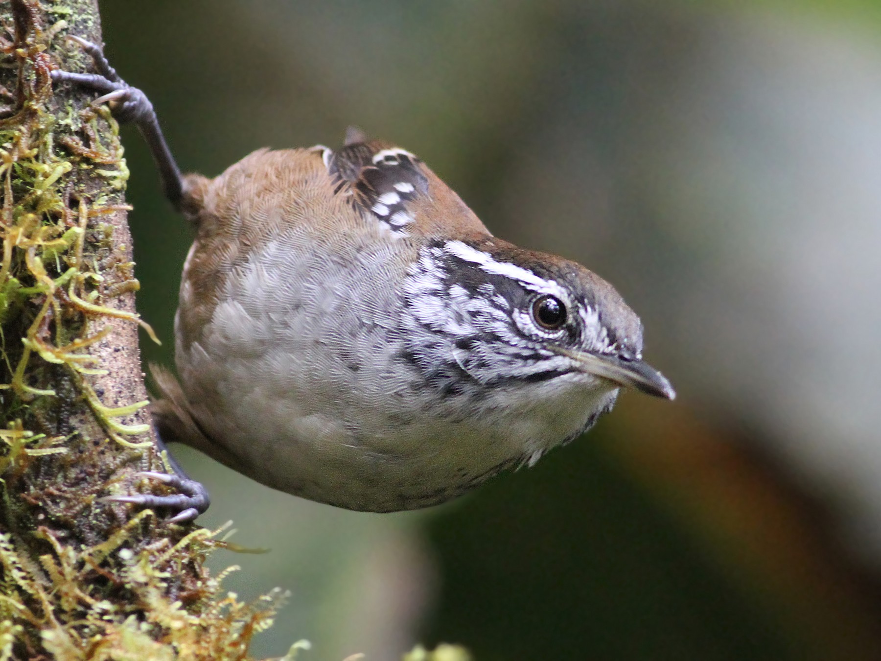 Bar-winged Wood-Wren - eBird