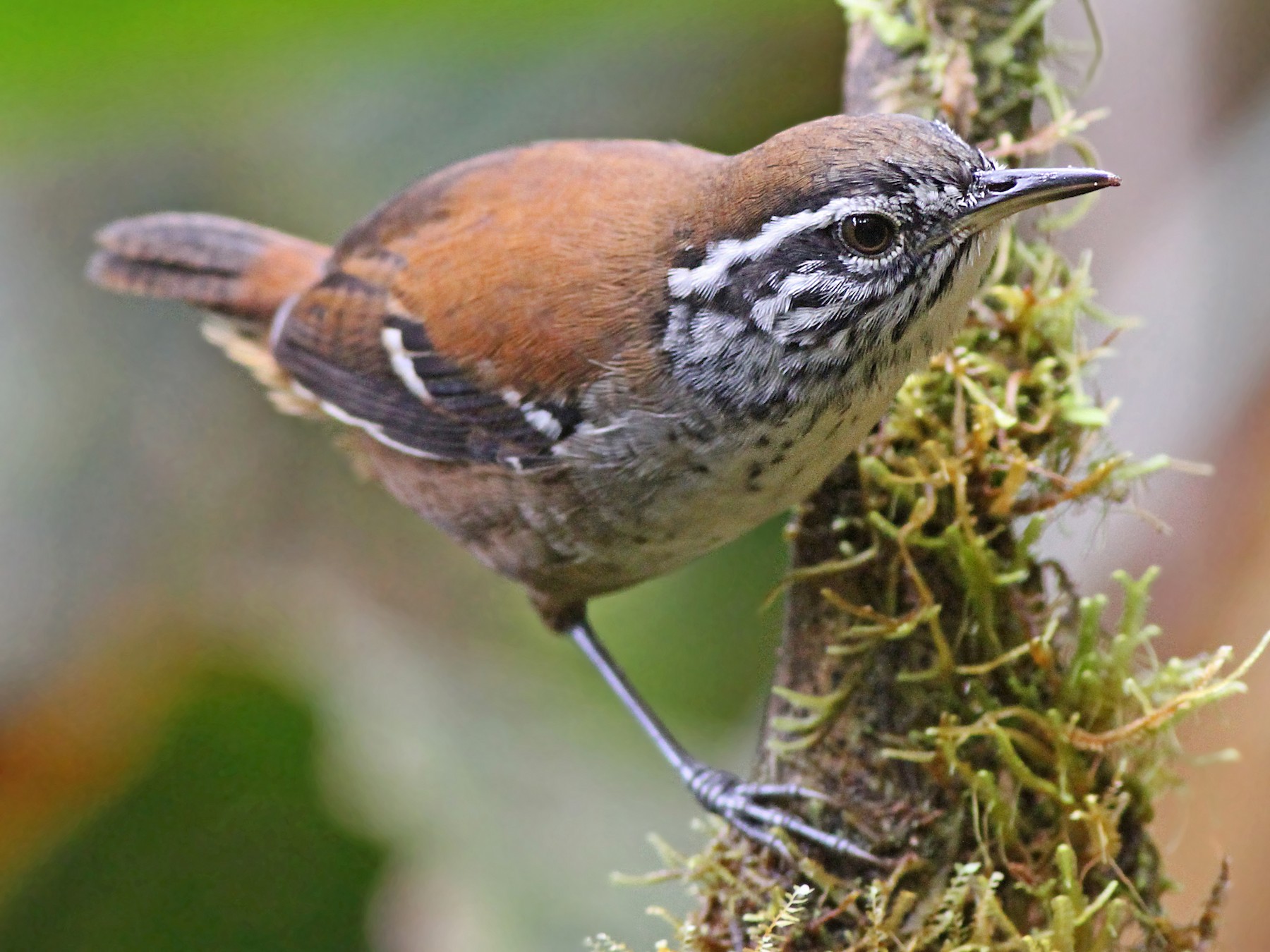 Bar-winged Wood-Wren - eBird