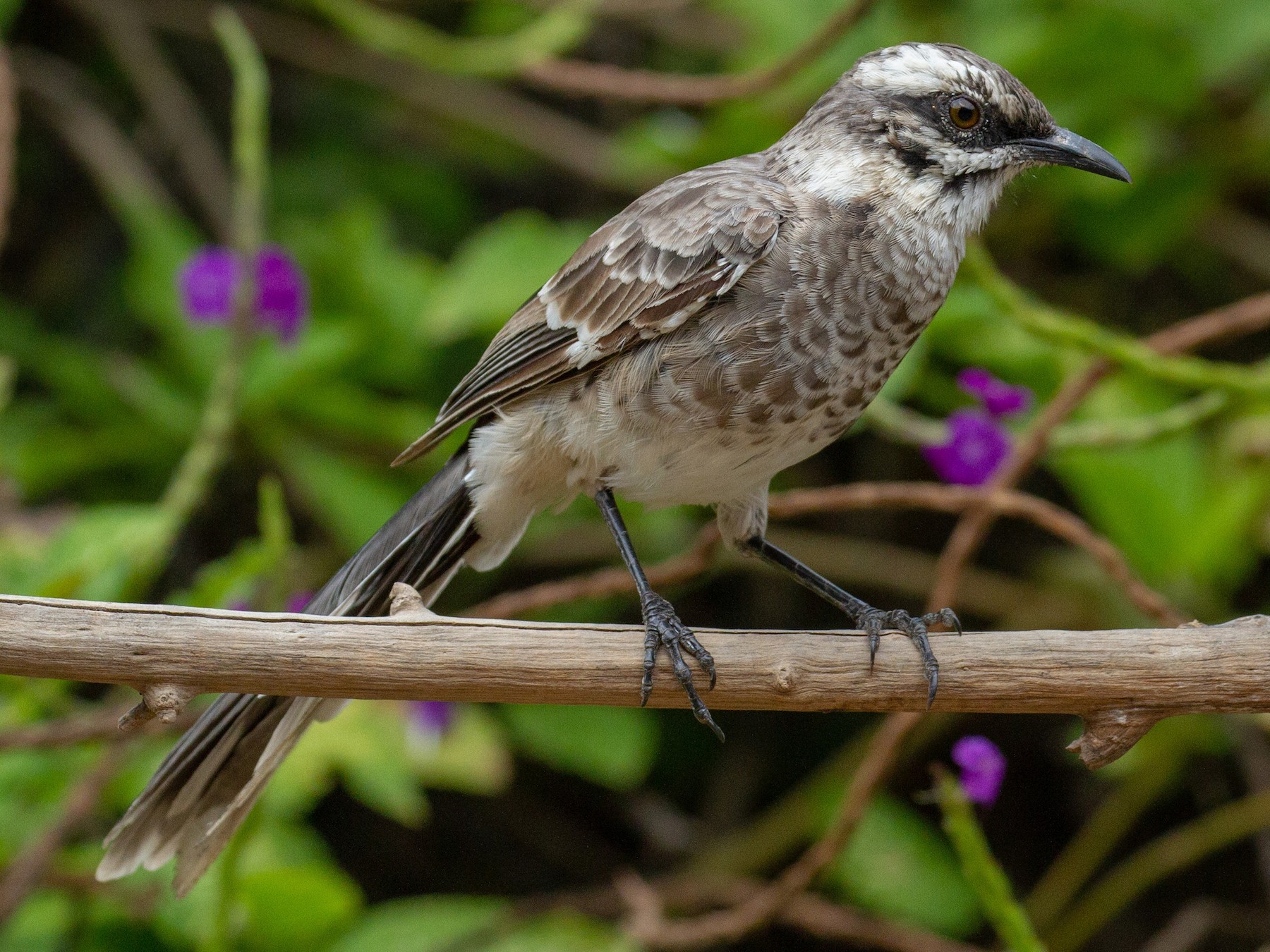 Long-tailed Mockingbird - eBird
