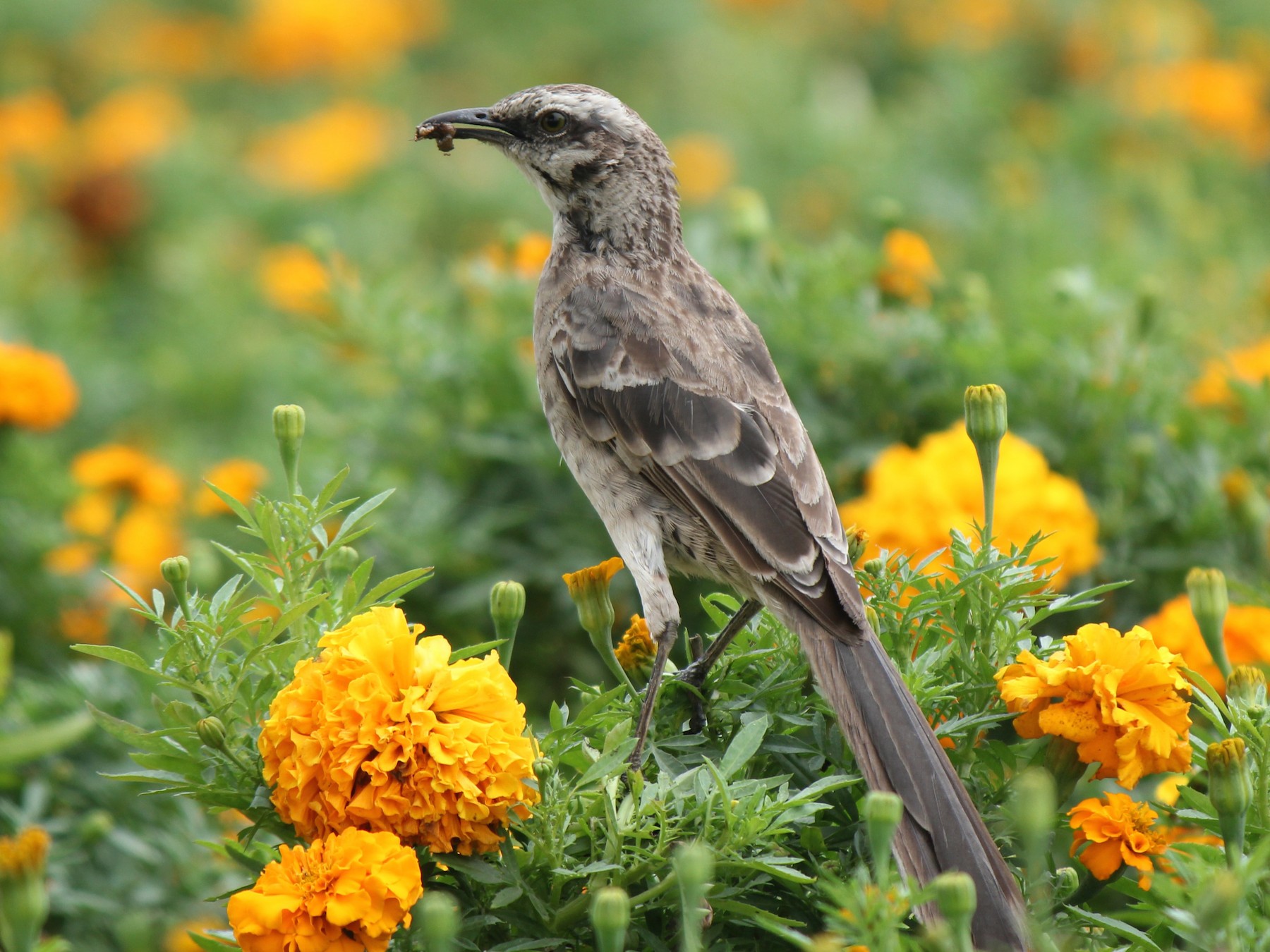 Long-tailed Mockingbird - eBird