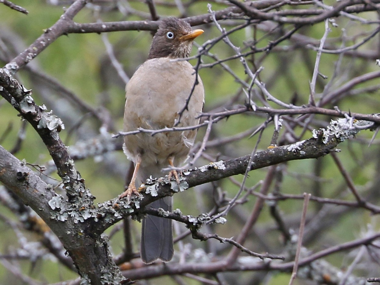 Plumbeous-backed Thrush - eBird