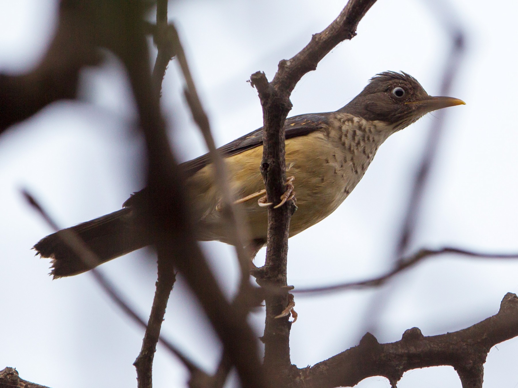 Plumbeous-backed Thrush - eBird