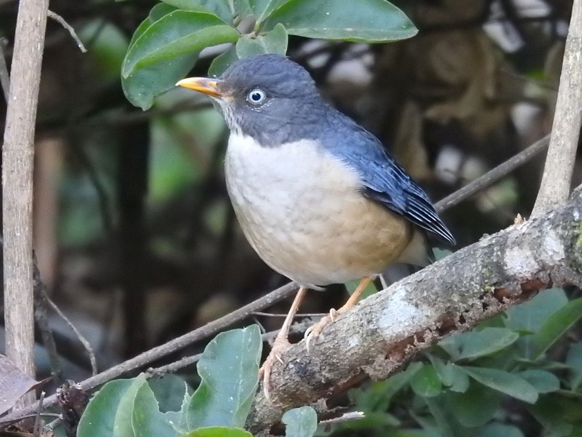 Plumbeous-backed Thrush - eBird