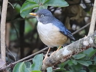 Plumbeous-backed Thrush - eBird