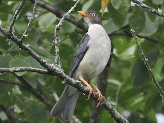 Plumbeous-backed Thrush - eBird