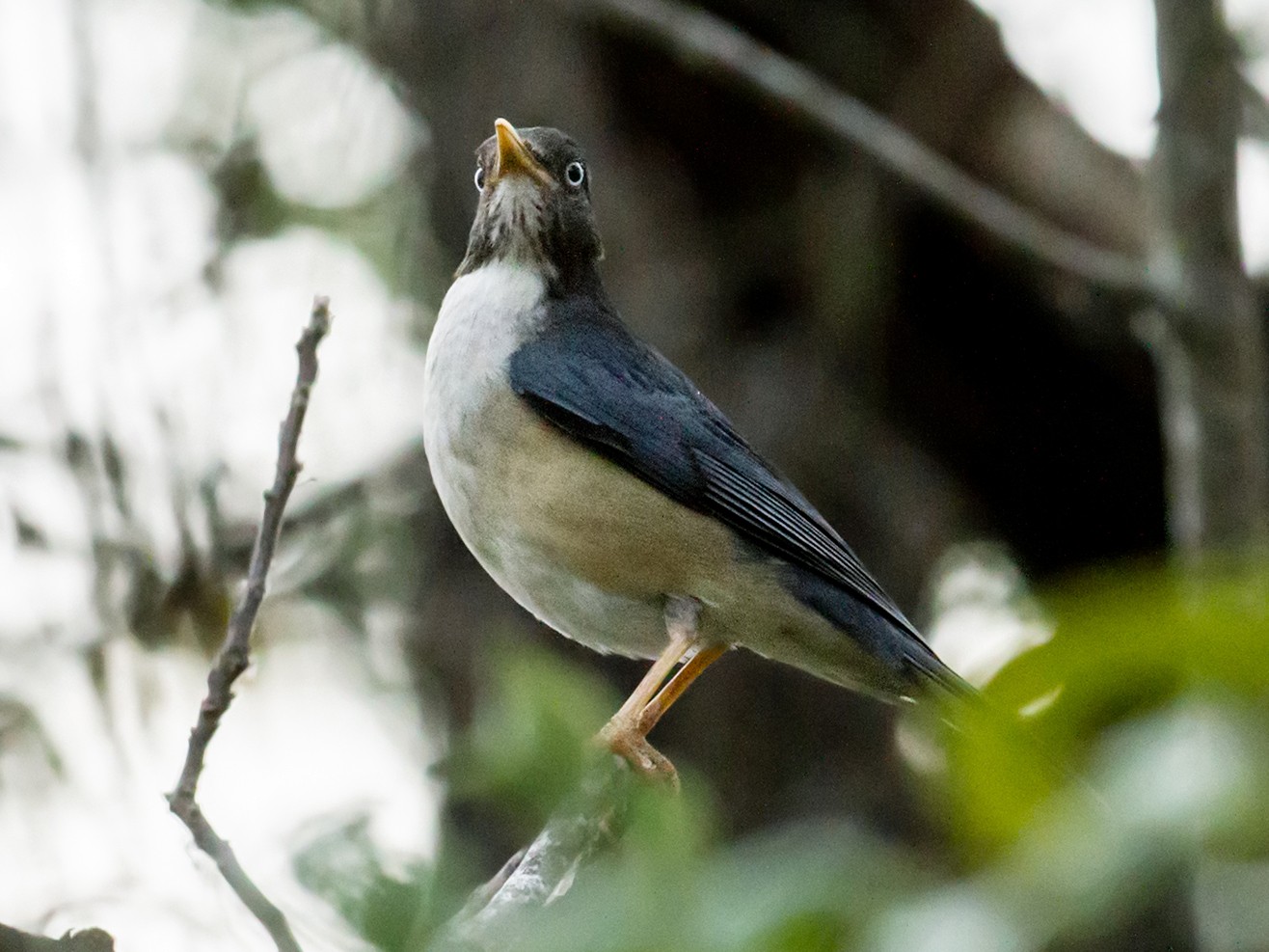 Plumbeous-backed Thrush - eBird
