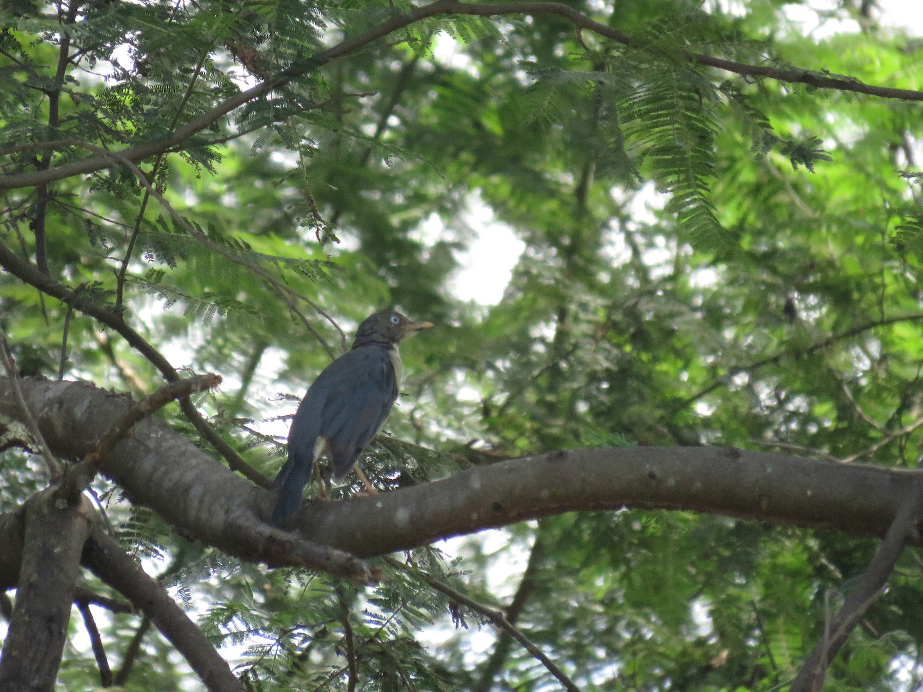 Plumbeous-backed Thrush - eBird