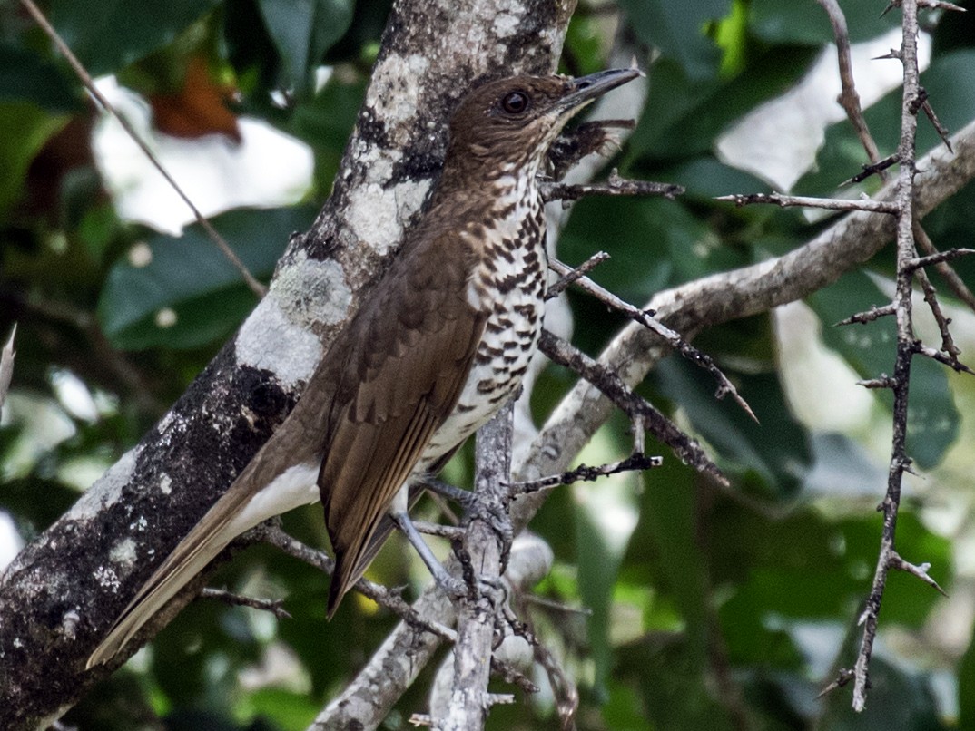 Marañon Thrush - eBird