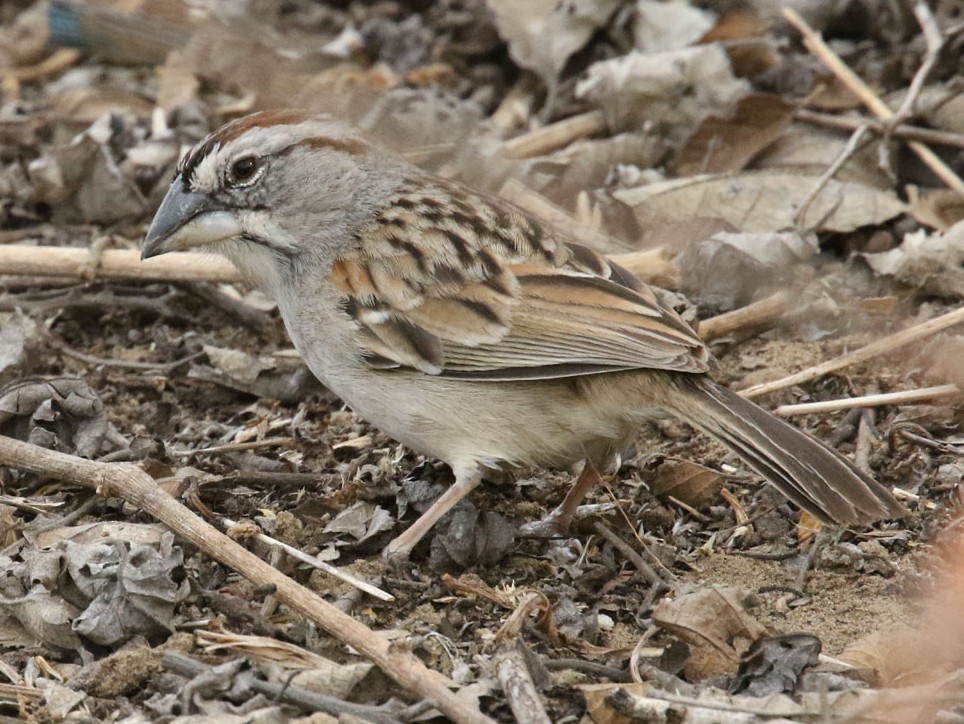 Chingolo de Tumbes - eBird