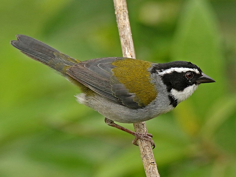 Black-capped Sparrow - eBird