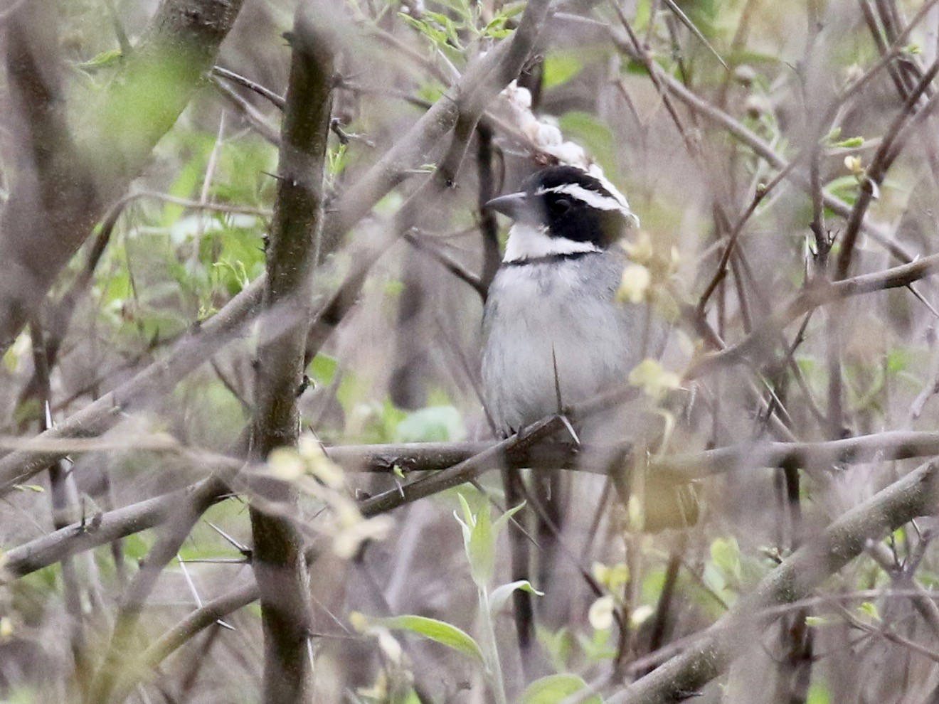 Black-capped Sparrow - eBird