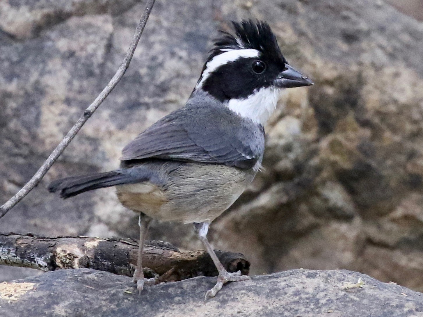 Black-capped Sparrow - eBird