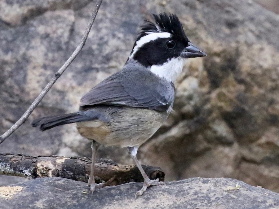 Black-capped Sparrow - eBird