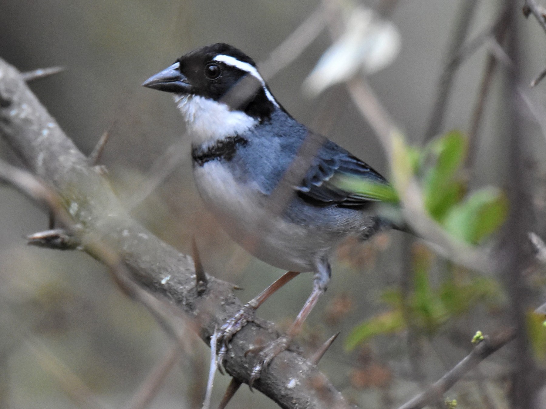 Black-capped Sparrow - eBird
