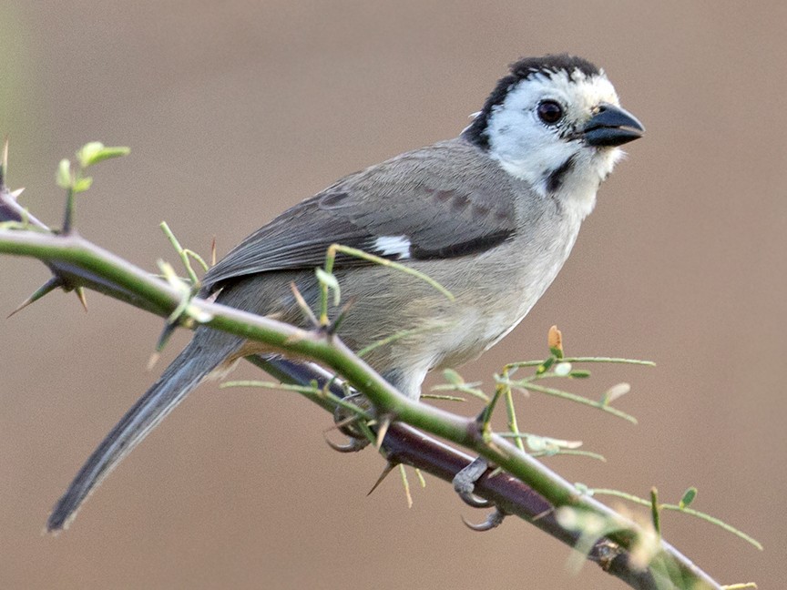 White-headed Brushfinch - eBird