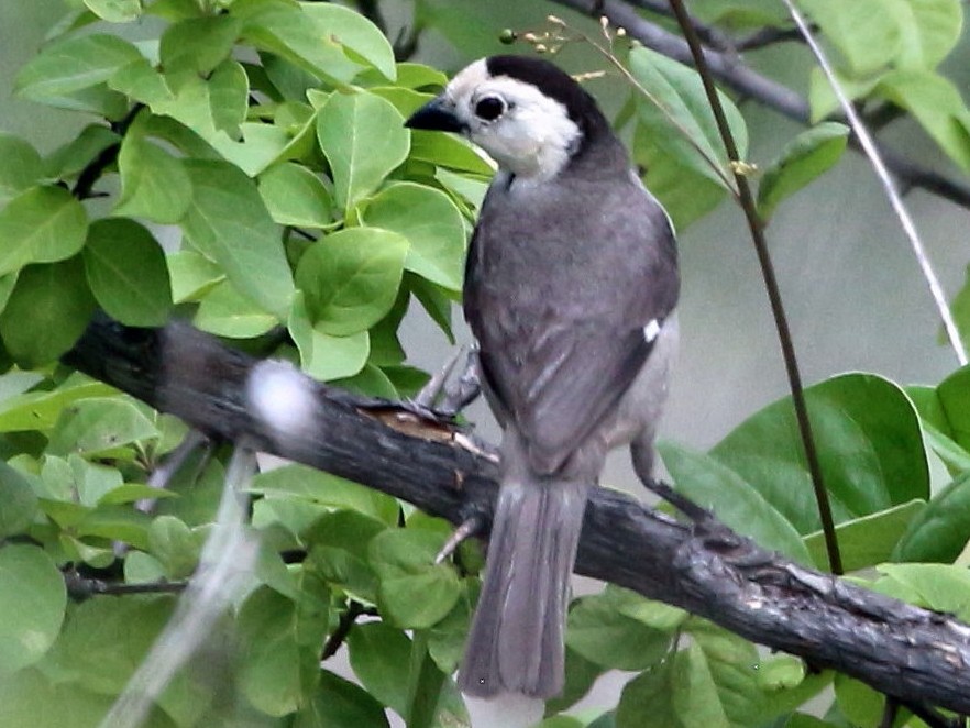 White-headed Brushfinch - eBird