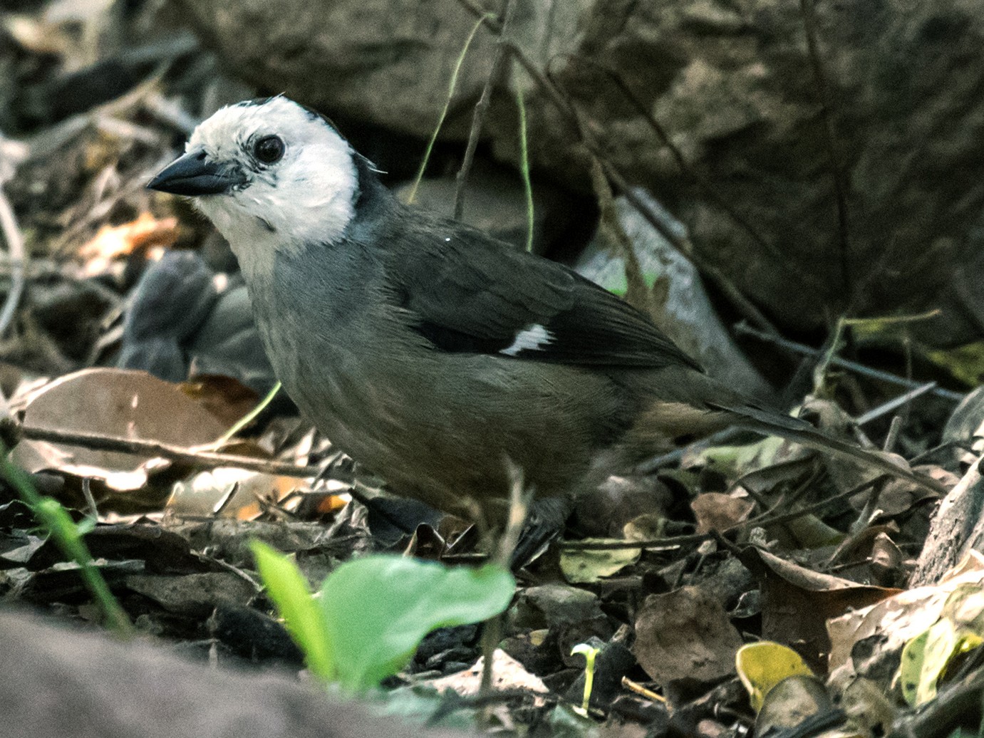 White-headed Brushfinch - eBird