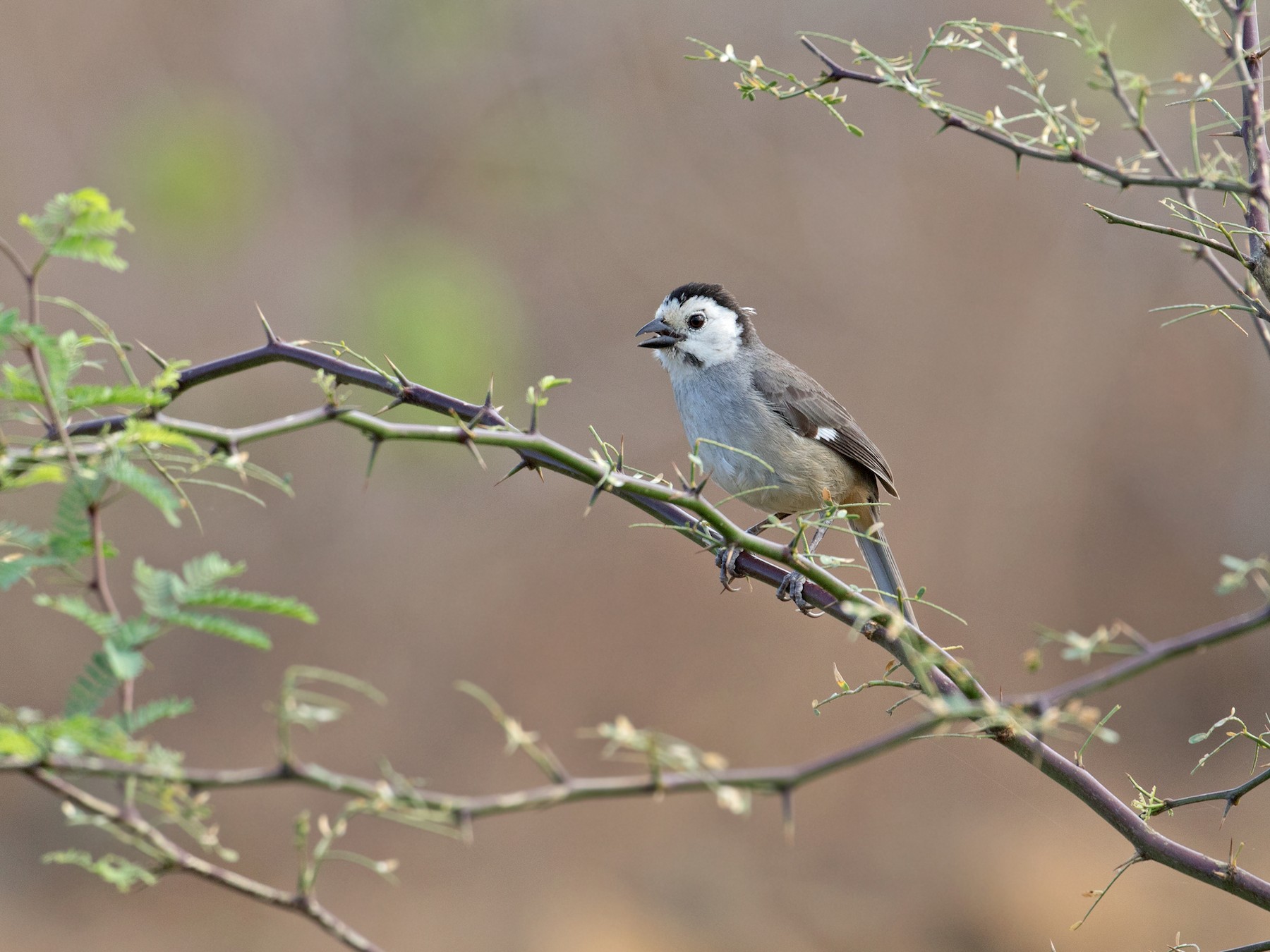 White-headed Brushfinch - eBird