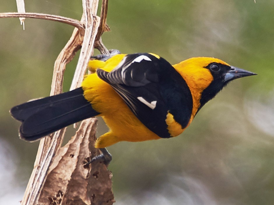 White-edged Oriole - eBird