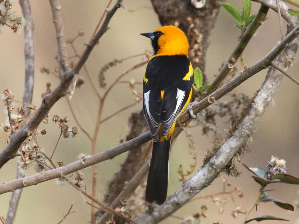 White-edged Oriole - eBird