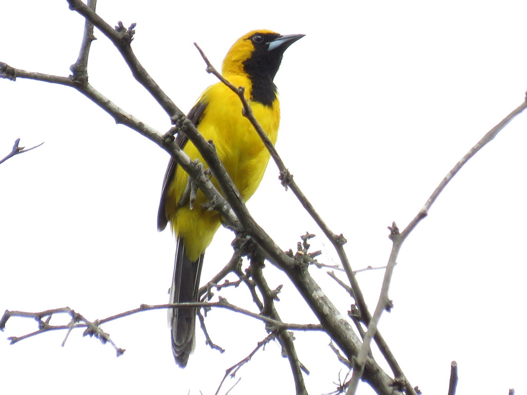 White-edged Oriole - eBird