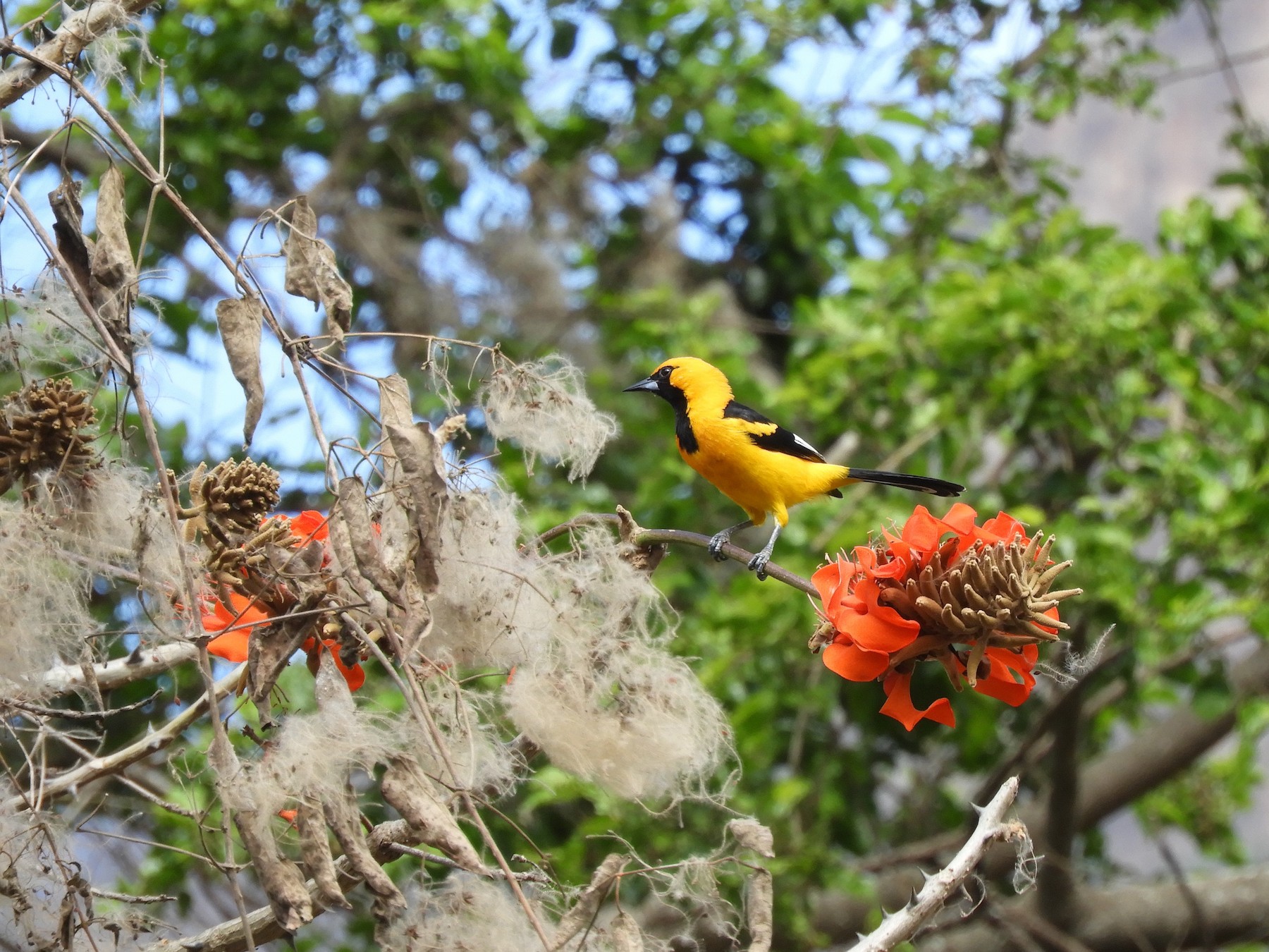 White-edged Oriole - eBird