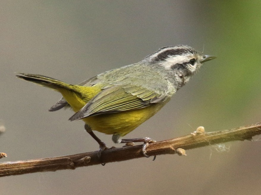 Three-banded Warbler - eBird