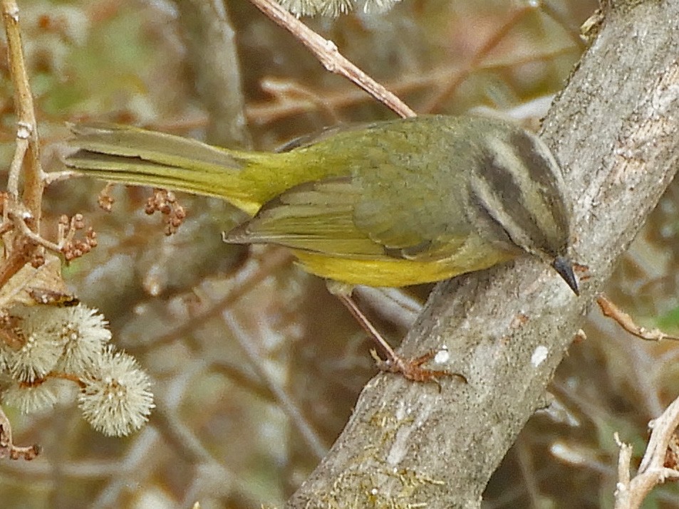 Three-banded Warbler - eBird