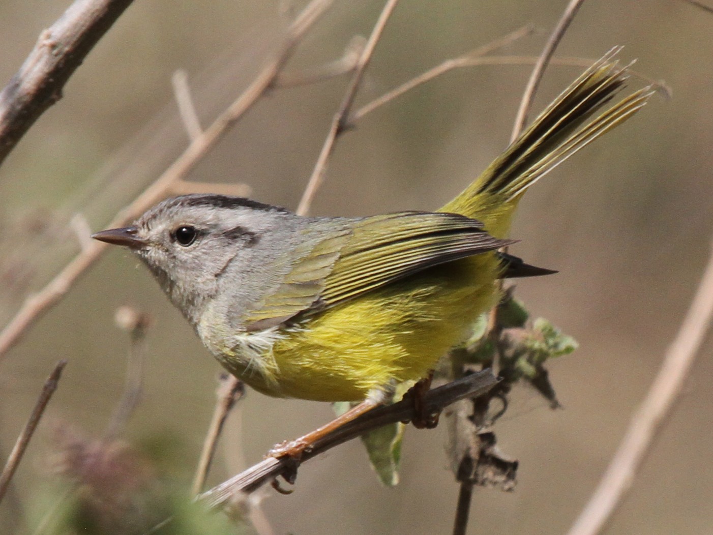 Three-banded Warbler - eBird