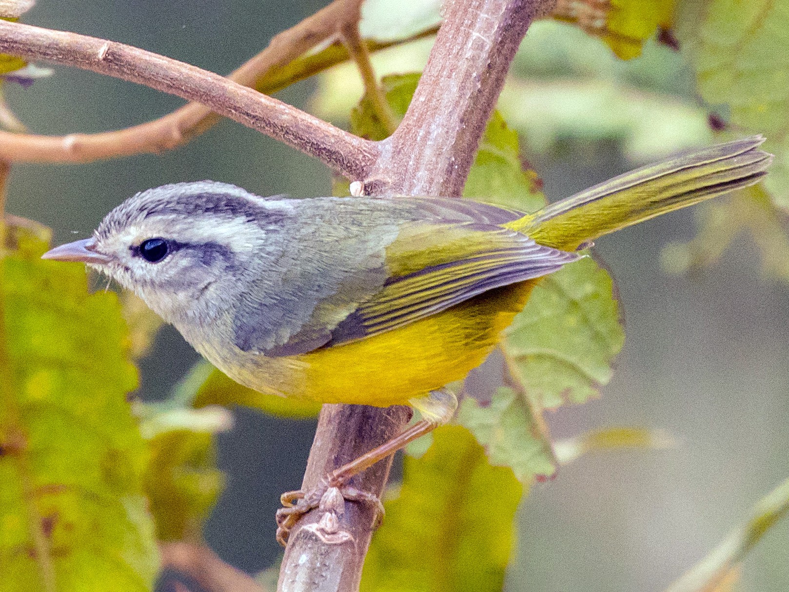 Three-banded Warbler - eBird
