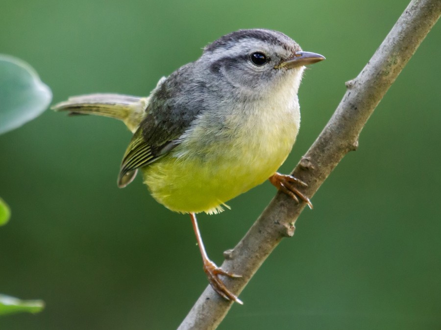 Reinita de Cajamarca - eBird