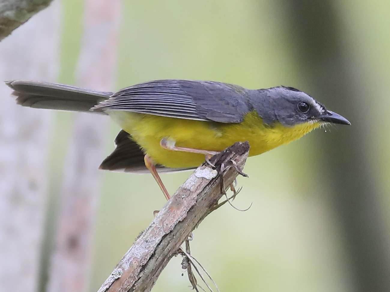 Gray-and-gold Warbler - eBird