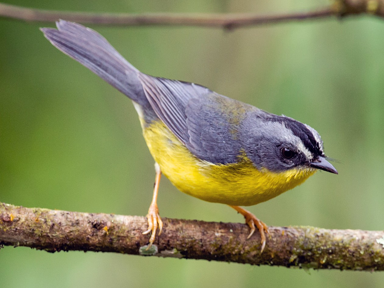 Gray-and-gold Warbler - eBird