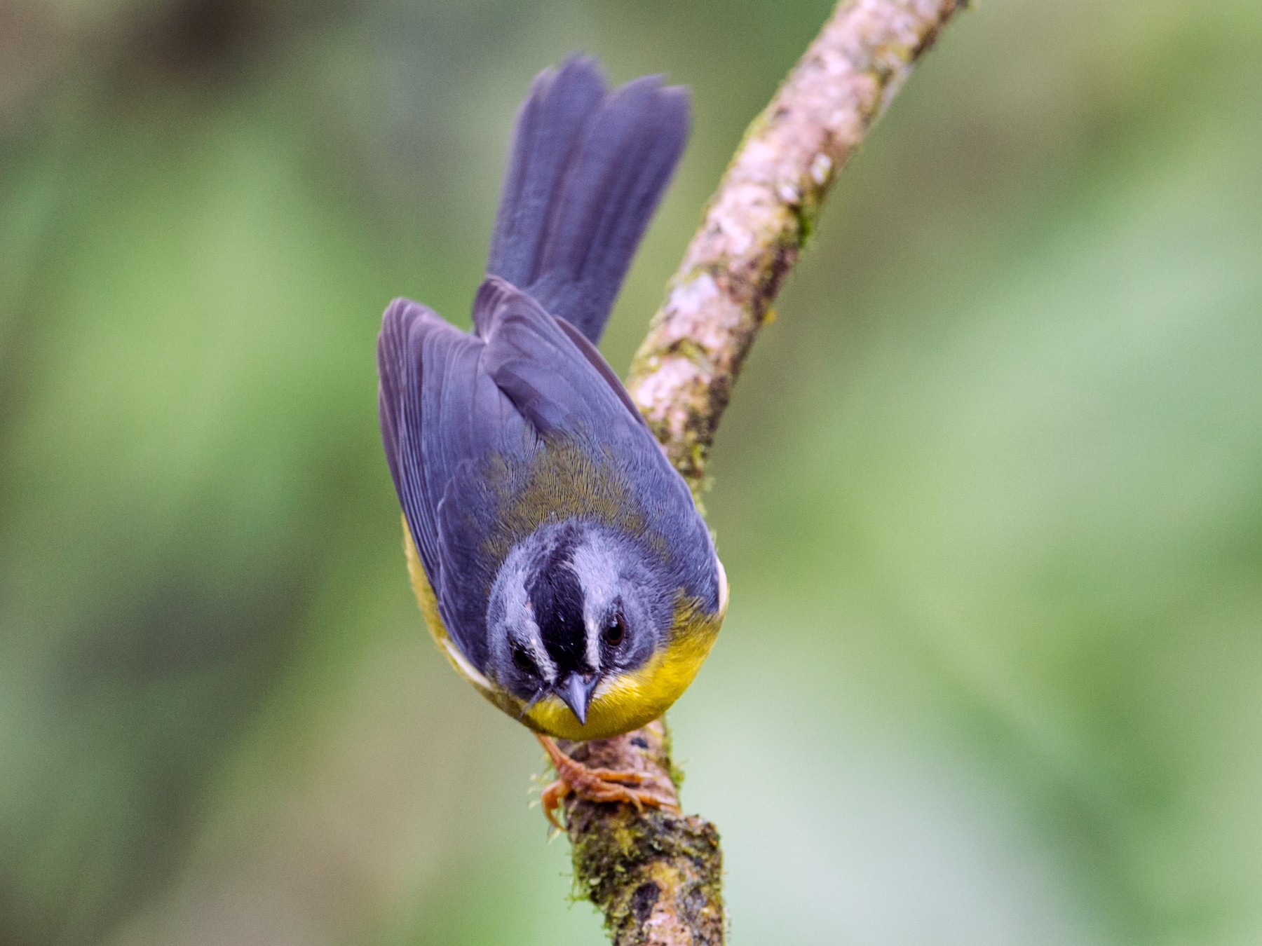 Gray-and-gold Warbler - eBird