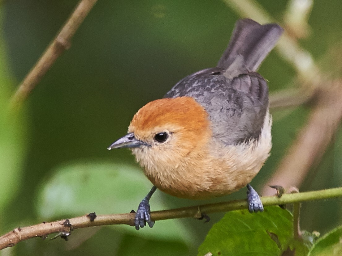 Buff-bellied Tanager - eBird