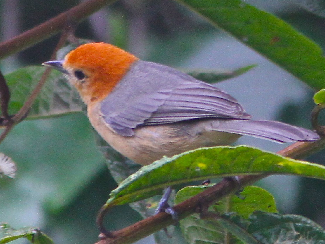 Buff-bellied Tanager - eBird