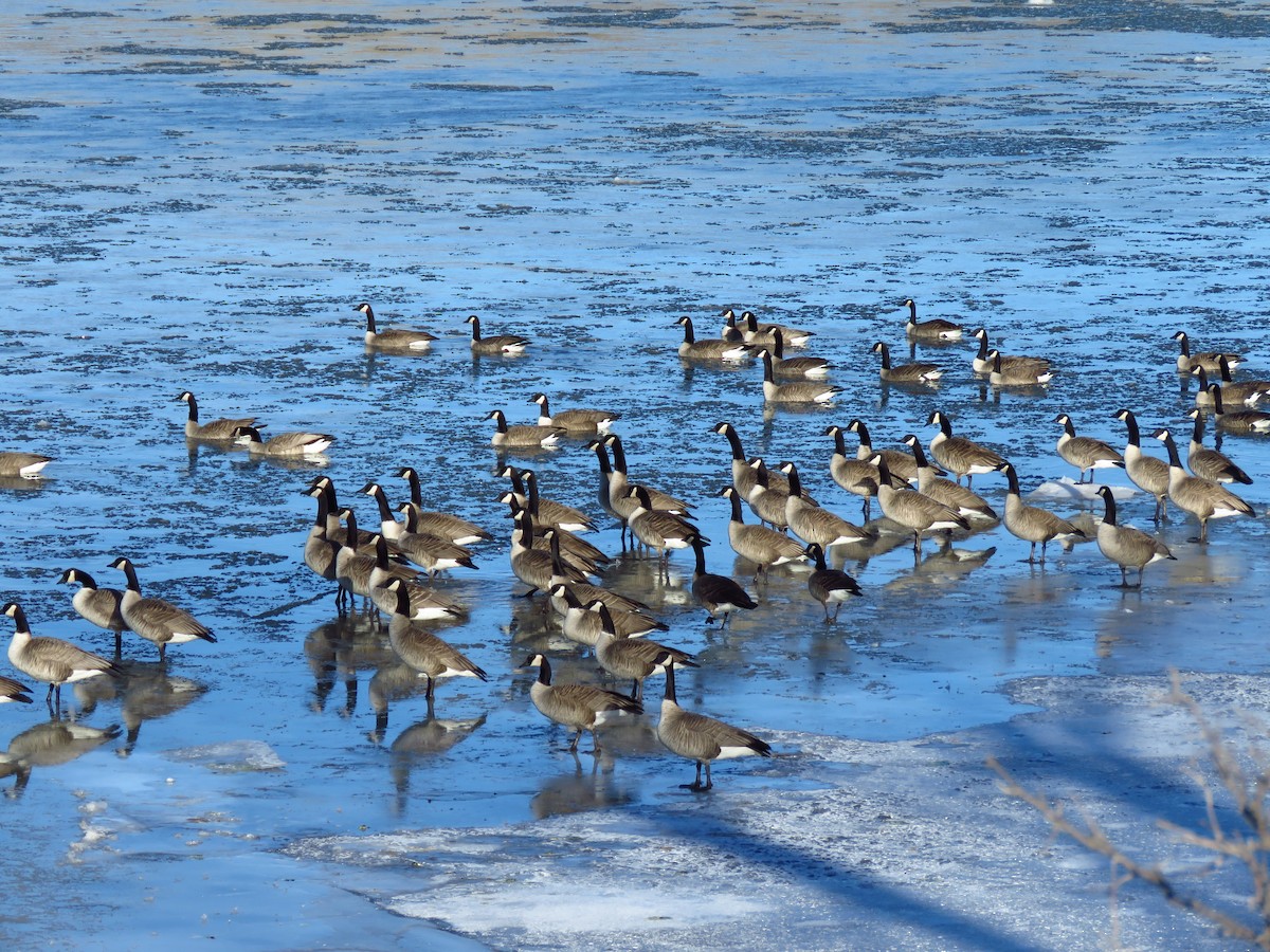 eBird Checklist - 4 Feb 2020 - Lethbridge--Pavan Park - 10 species