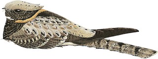 Great Eared-Nightjar - Lyncornis macrotis - Birds of the World