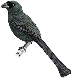 Corvidae - Crows, Jays, and Magpies - Birds of the World