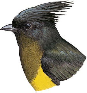Sultan Tit - Melanochlora sultanea - Birds of the World
