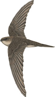 Asian Palm Swift - Cypsiurus balasiensis - Birds of the World