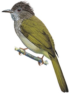 Mountain Bulbul - Ixos mcclellandii - Birds of the World