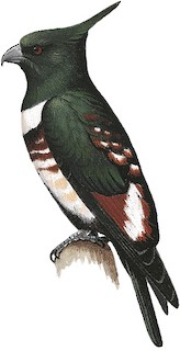 Black Baza - Aviceda leuphotes - Birds of the World